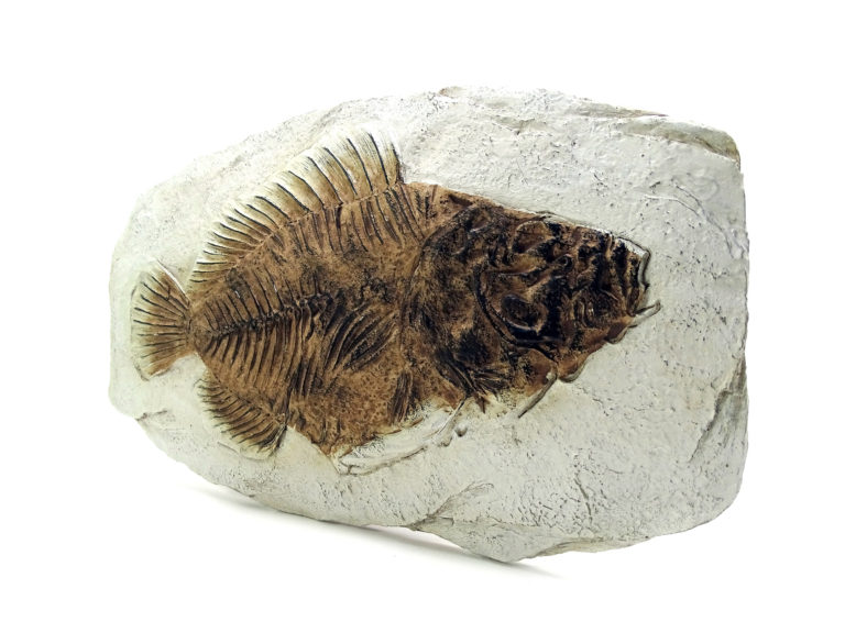 Versteinerter Urzeit Fisch - Fisch Fossil Replik - Geschenke MAX