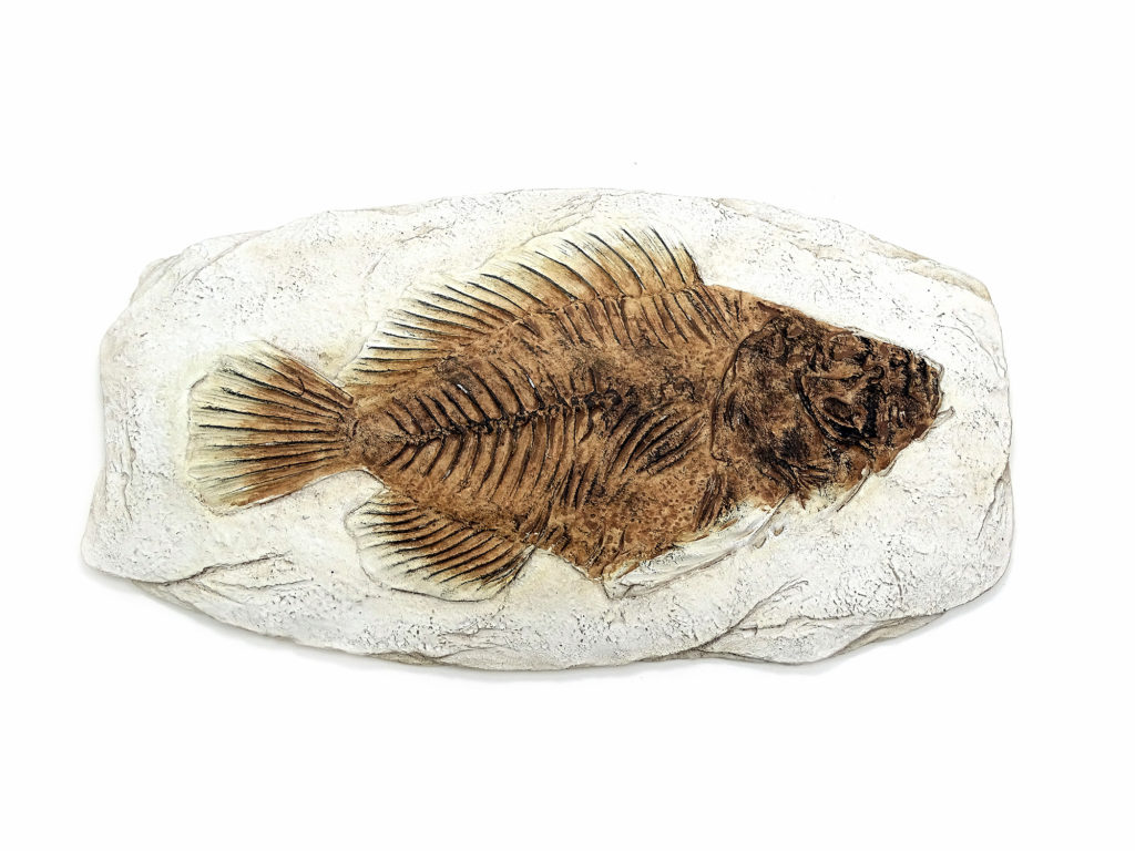 Versteinerter Urzeit Fisch - Fisch Fossil Replik - Geschenke MAX