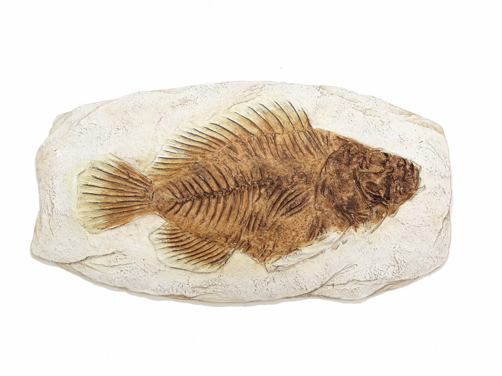 Versteinerter Urzeit Fisch - Fisch Fossil Replik - Geschenke MAX