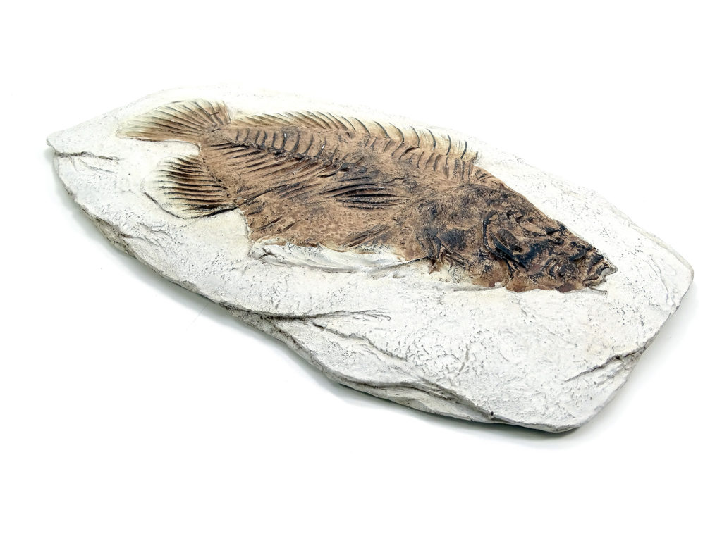 Versteinerter Urzeit Fisch - Fisch Fossil Replik - Geschenke MAX